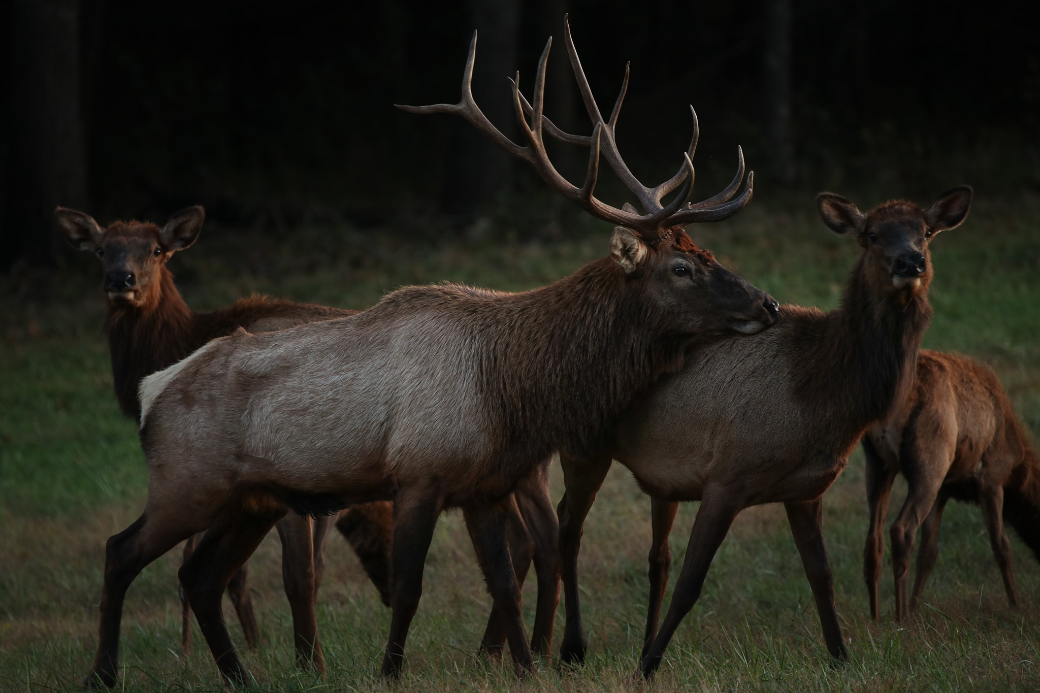 Bull Elk Hunting – Stoney Point Lodge