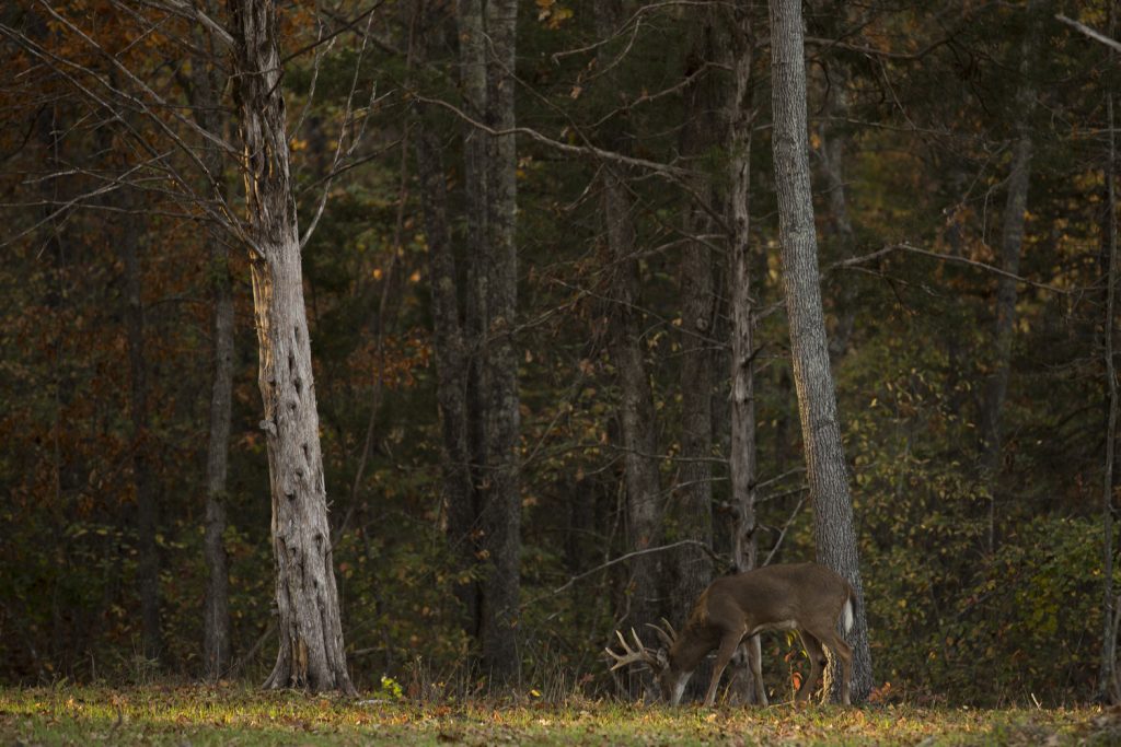 Accommodations – Stoney Point Lodge